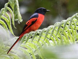 Sunda Minivet | Animal Database | Fandom