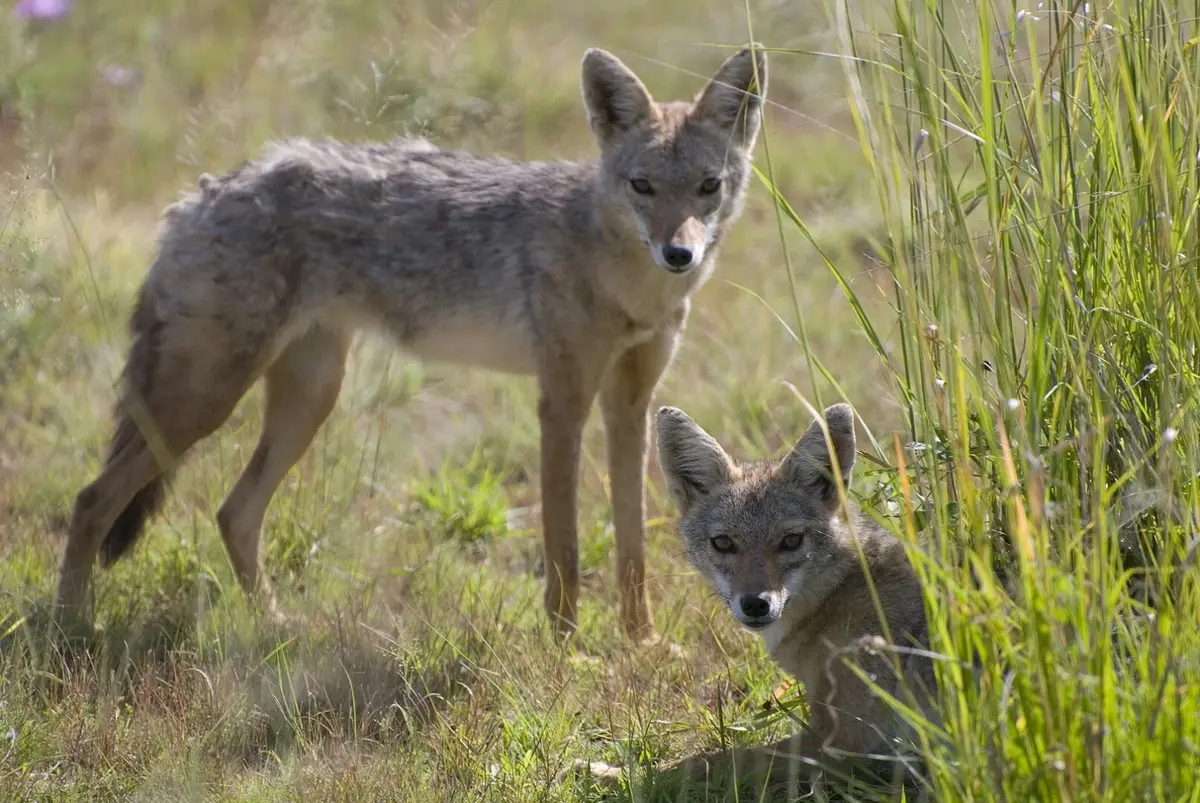 African Golden Wolf | Animal Database | Fandom