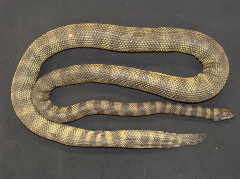 Rough-scaled Sea Snake | Animal Database | Fandom
