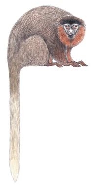 Chestnut-bellied Titi | Animal Database | Fandom