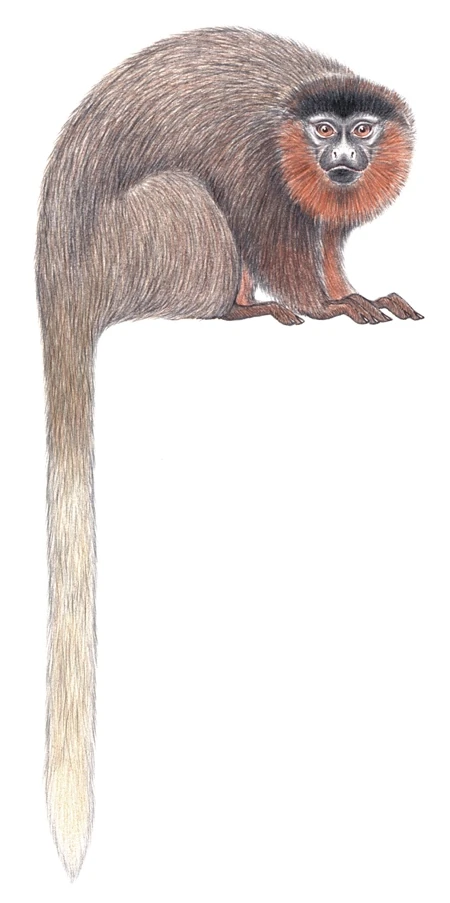 Chestnut-bellied Titi | Animal Database | Fandom