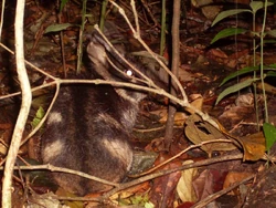 Sumatran Striped Rabbit | Animal Database | Fandom
