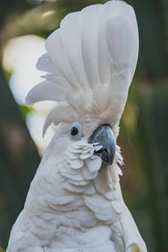 White Cockatoo | Animal Database | Fandom