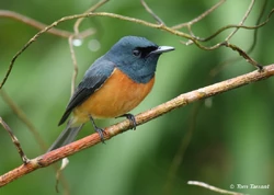Vanikoro Flycatcher | Animal Database | Fandom