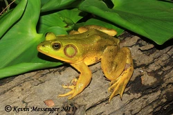 Pig Frog | Animal Database | Fandom