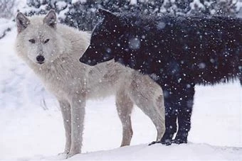 Black Arctic Wolves
