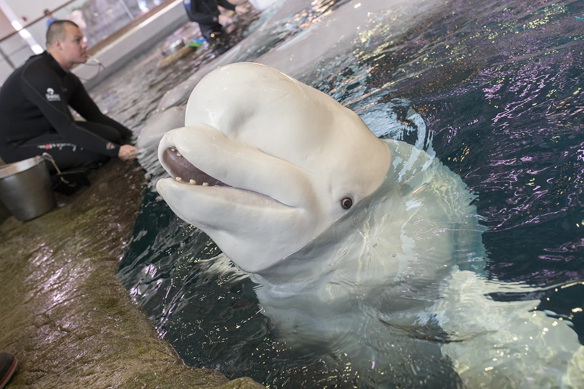 Beethoven | Animal Database | Fandom