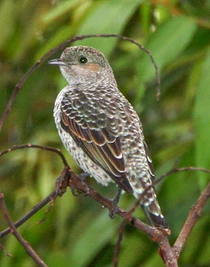 Lovely Cotinga | Animal Database | Fandom