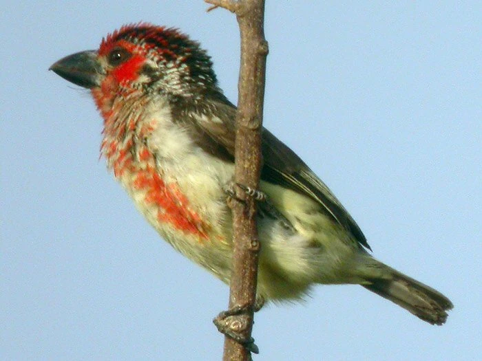 Vieillot's Barbet | Animal Database | Fandom