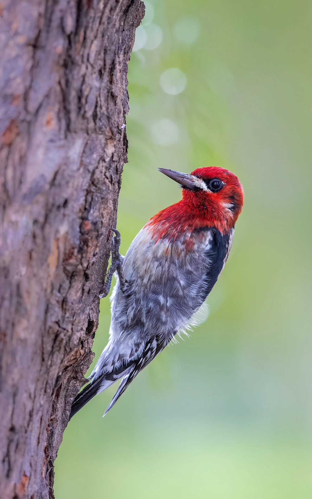 Red Breasted Sapsucker Flying