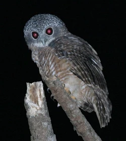 Sumba Boobook | Animal Database | Fandom