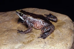 Chiriqui Harlequin Frog | Animal Database | Fandom