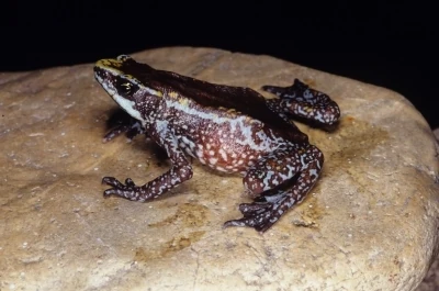 Chiriqui Harlequin Frog | Animal Database | Fandom