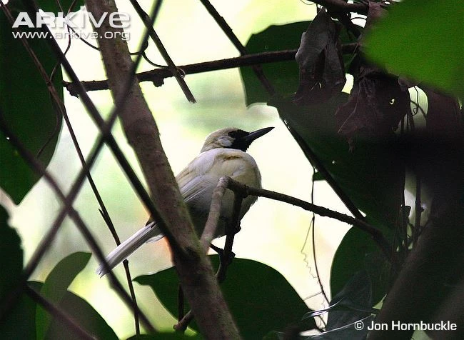 Chuuk Monarch | Animal Database | Fandom