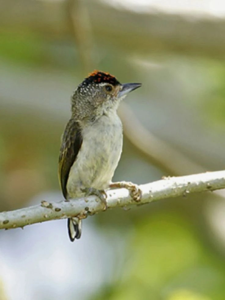 Plain-breasted Piculet | Animal Database | Fandom
