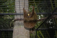 Colugo | Animal Database | Fandom