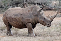 Rhinoceros | Animal Database | Fandom