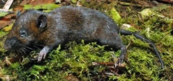 Celebes Shrew Rat | Animal Database | Fandom