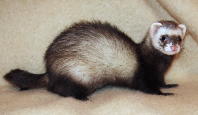 Sable Ferret