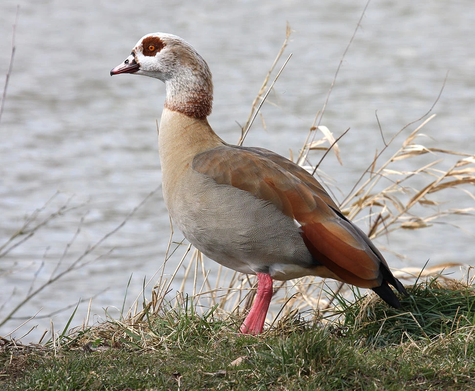 Egyptian Goose | Animal Database | Fandom
