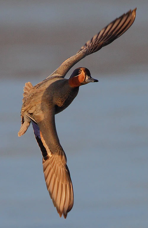 Eurasian Teal | Animal Database | Fandom