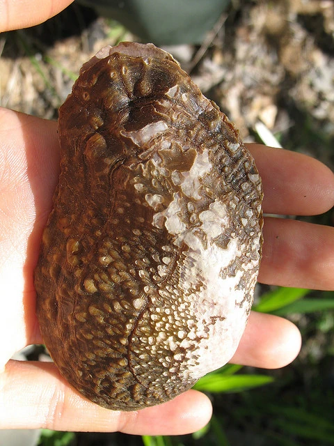 Alabama Orb | Animal Database | Fandom