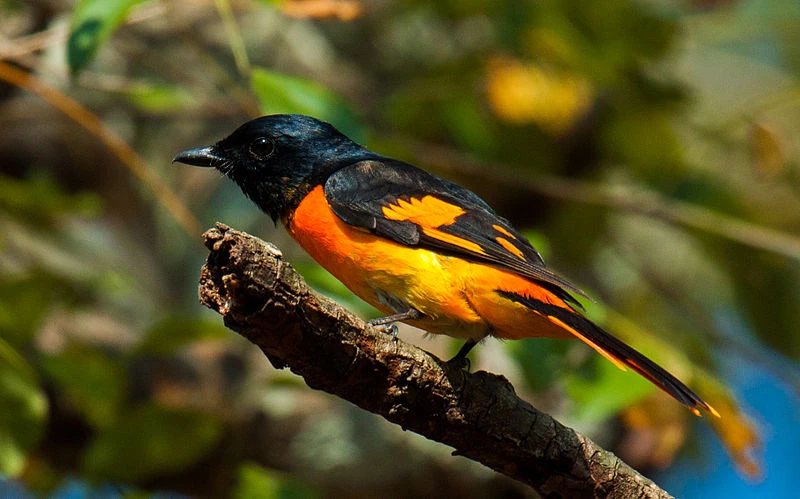 Orange Minivet | Animal Database | Fandom