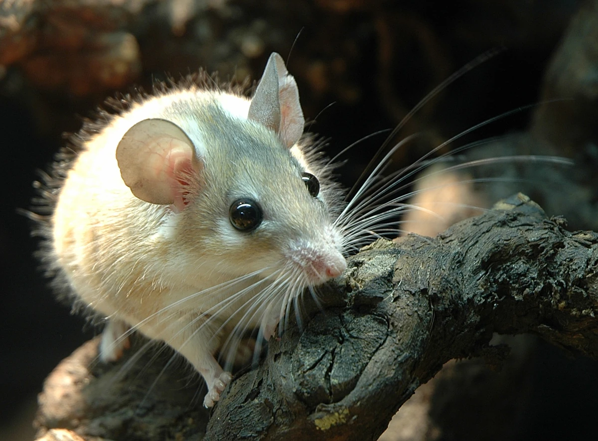 Spiny Mouse | Animal Database | Fandom