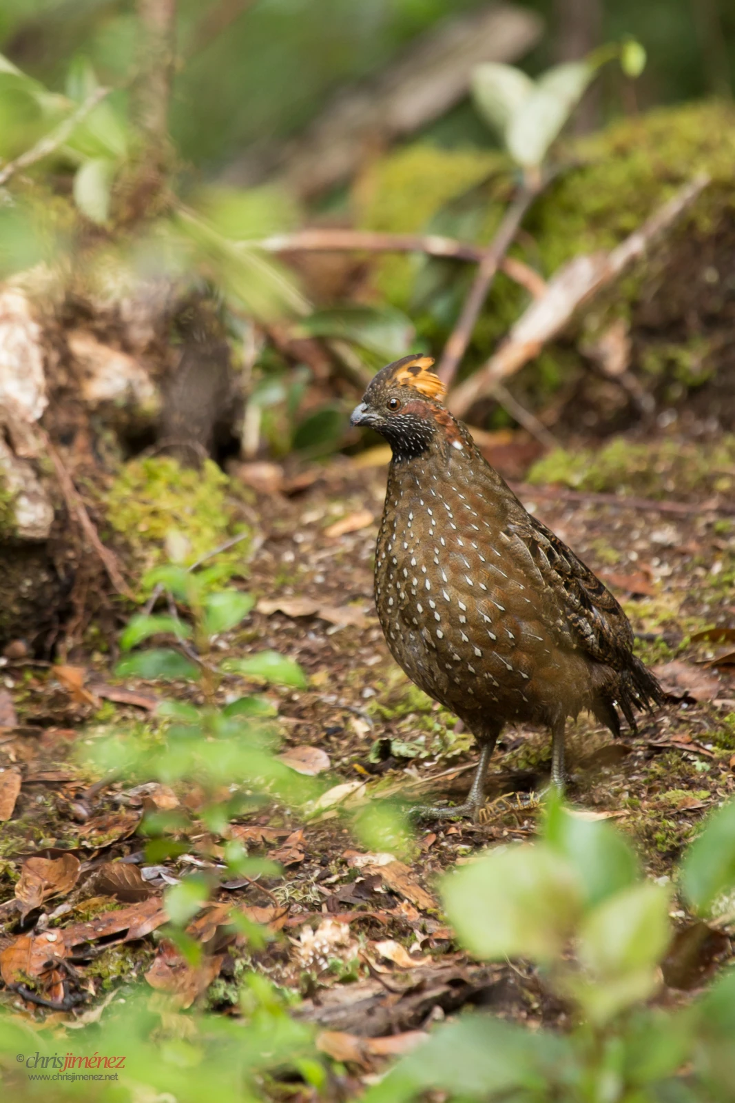 Spotted Wood Quail | Animal Database | Fandom
