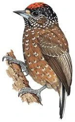 Spotted Piculet | Animal Database | Fandom