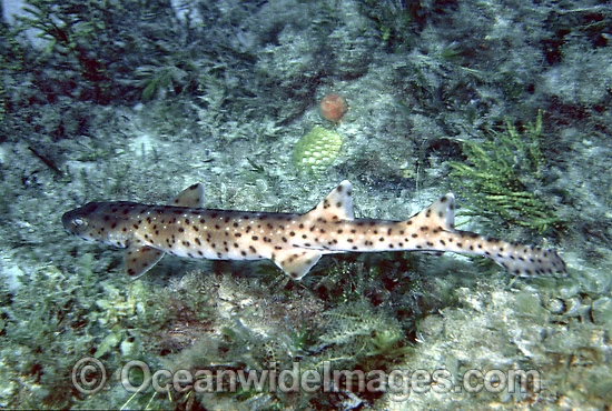 Australian Blackspotted Catshark | Animal Database | Fandom