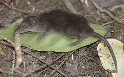 African Black Shrew | Animal Database | Fandom