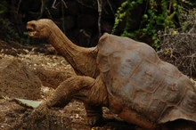 Endling | Animal Database | Fandom
