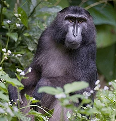 Gorontalo Macaque | Animal Database | Fandom