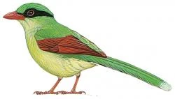 Indochinese Green Magpie | Animal Database | Fandom