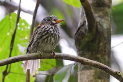 Semicollared Puffbird | Animal Database | Fandom