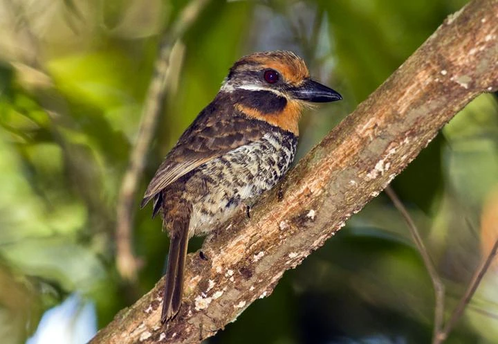 Spotted Puffbird | Animal Database | Fandom