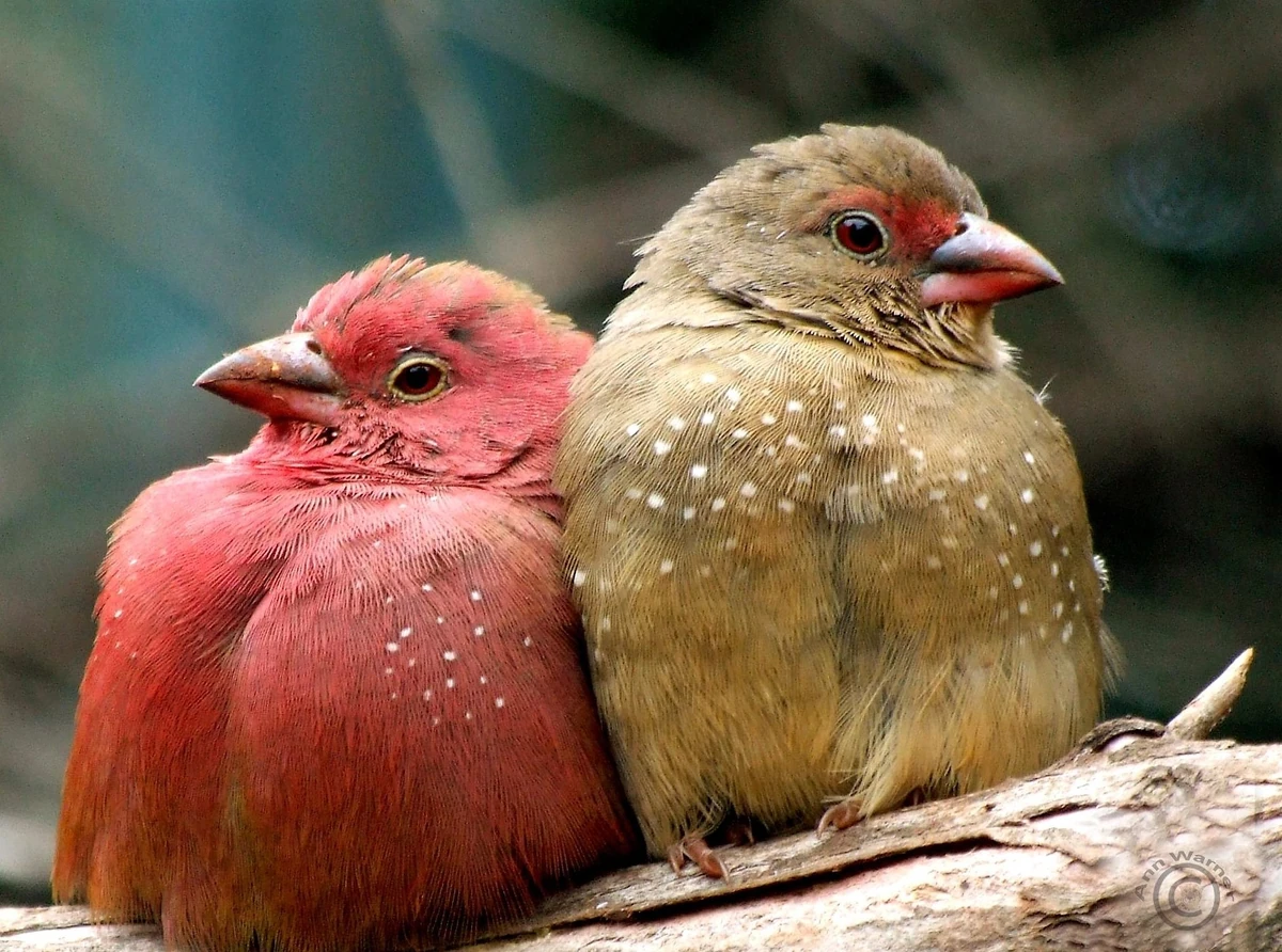 Category:Birds of the Democratic Republic of the Congo | Animal ...