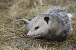 Virginia Opossum | Animal Database | Fandom