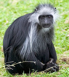 King Colobus | Animal Database | Fandom