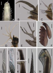 Eunice denticulata | Animal Database | Fandom