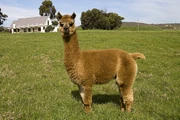 Huarizo | Animal Database | Fandom