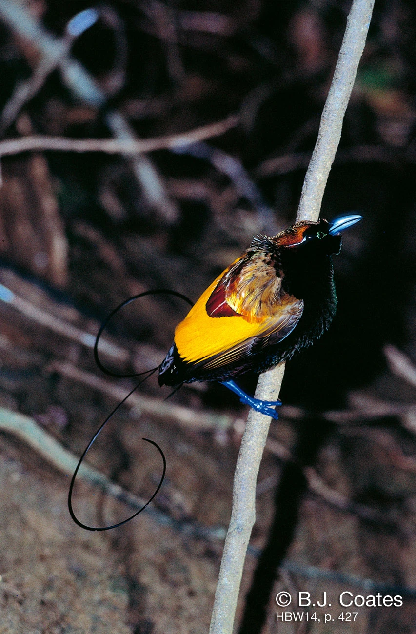 Diphyllodes | Animal Database | Fandom