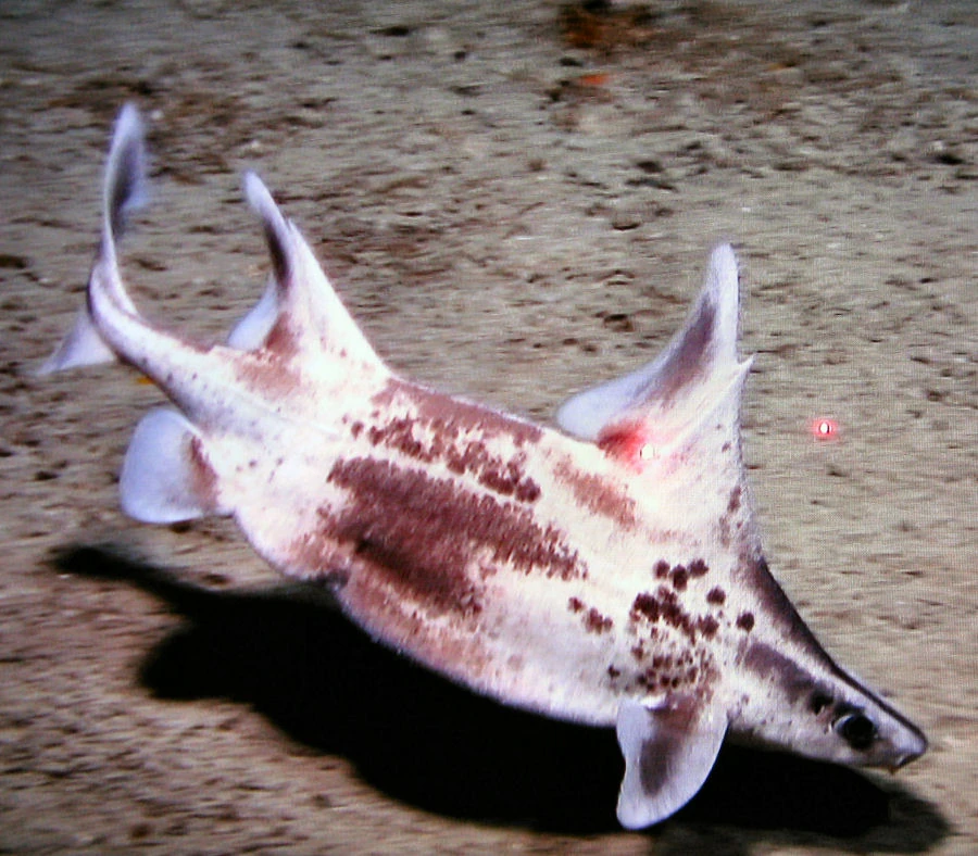 Caribbean Roughshark | Animal Database | Fandom