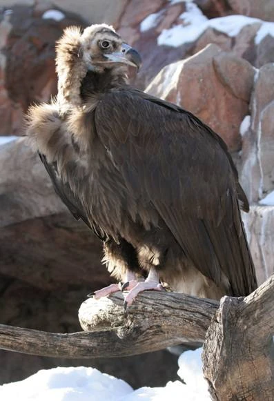 Cinereous Vulture | Animal Database | Fandom
