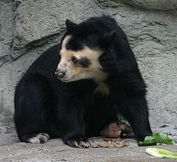Spectacled Bear | Animal Database | Fandom