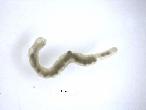 Uncinais uncinata | Animal Database | Fandom