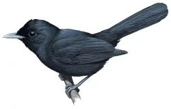 Marquesan Monarch | Animal Database | Fandom