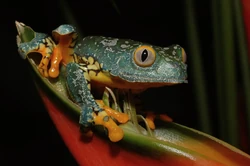 Fringe Tree Frog | Animal Database | Fandom
