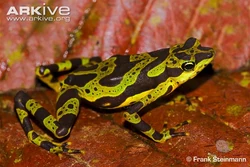 Atelopus spurrelli | Animal Database | Fandom